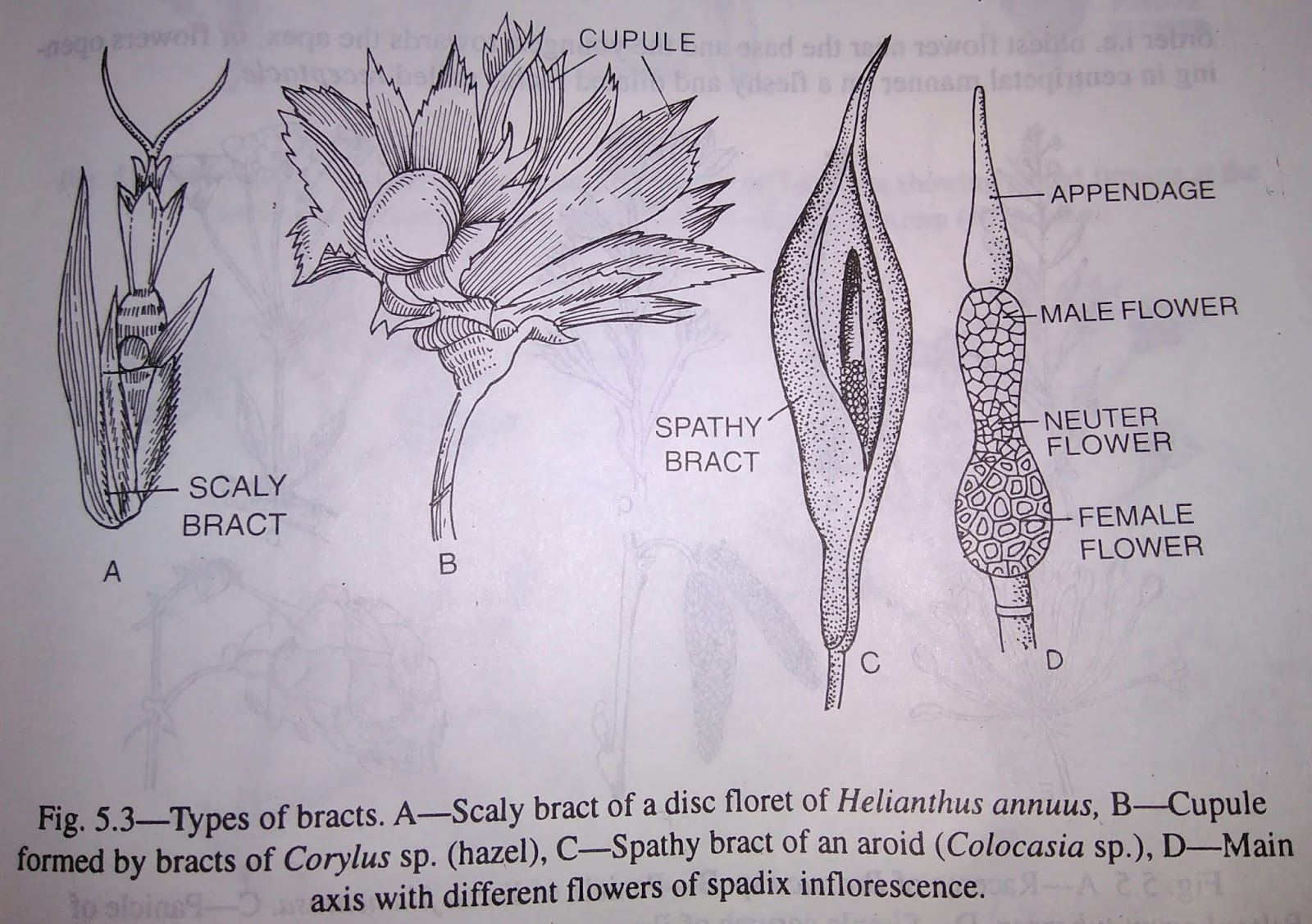 Bracts, Bracteoles , Inflorescence and its types-digieduco