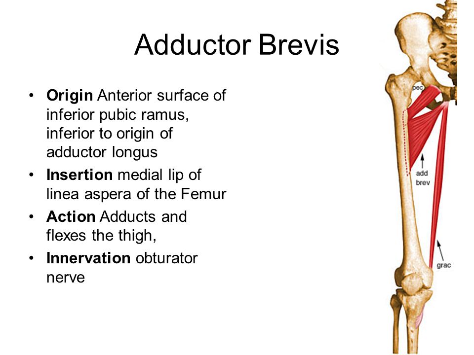 內收短肌(adductor brevis muscle) | 職能治療陪你居家復健