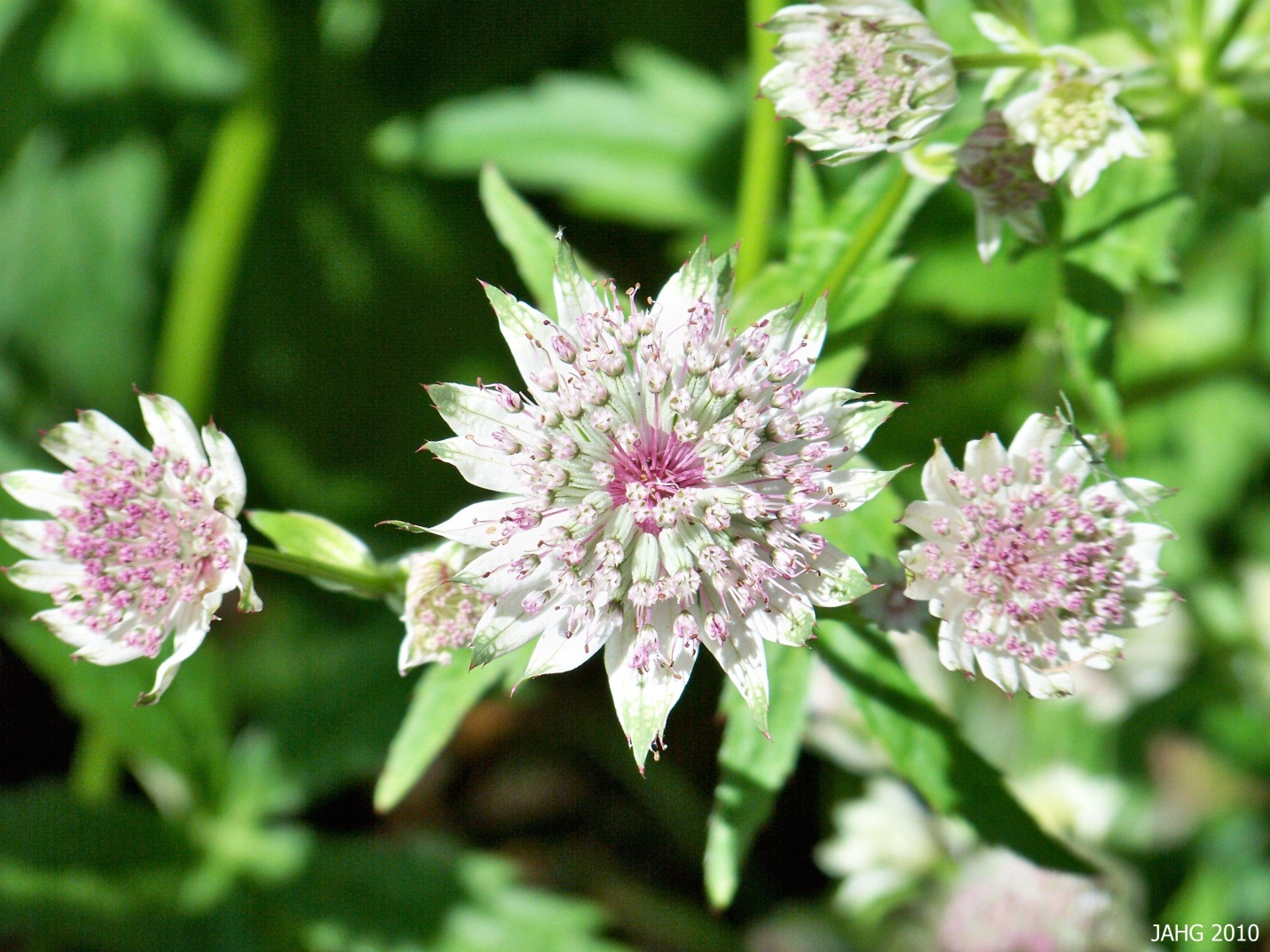 Astrantia Flowers