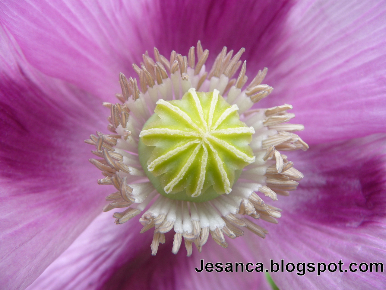 JESANCA: La adormidera o " planta del opio