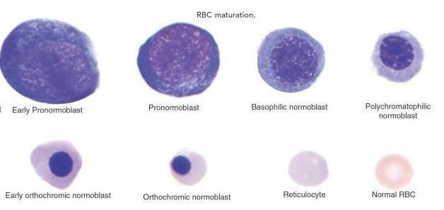 VETERINARY HEMATOLOGY DEXTERVET: development of RBC