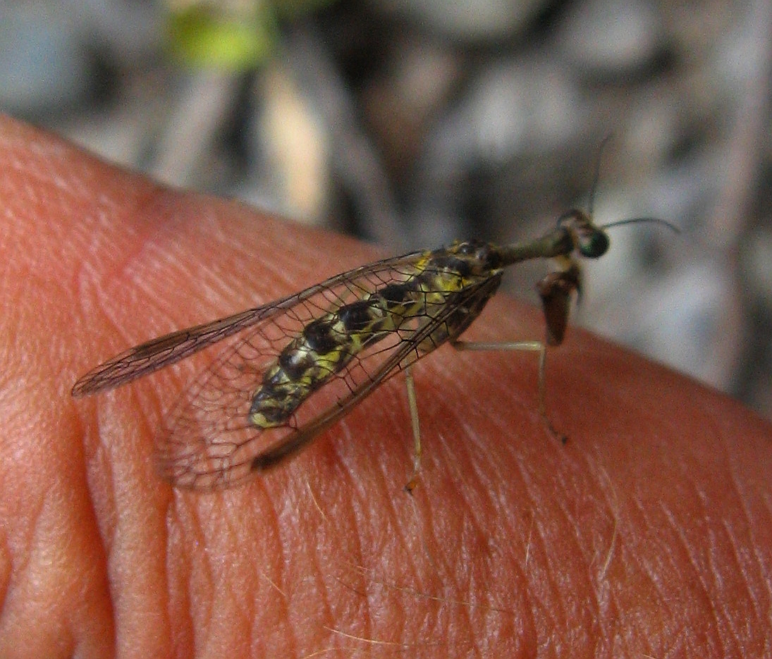 Tangled Web: A Funky Fly, a Cool Caterpillar and a Miniature Mantidfly
