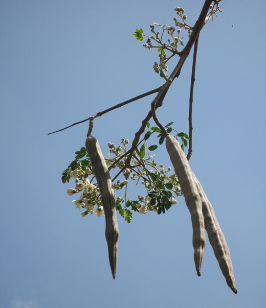 Under The Angsana Tree: Health Benefits of Moringa