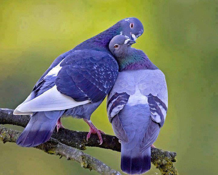 Kobutor - Best Wallpaper World