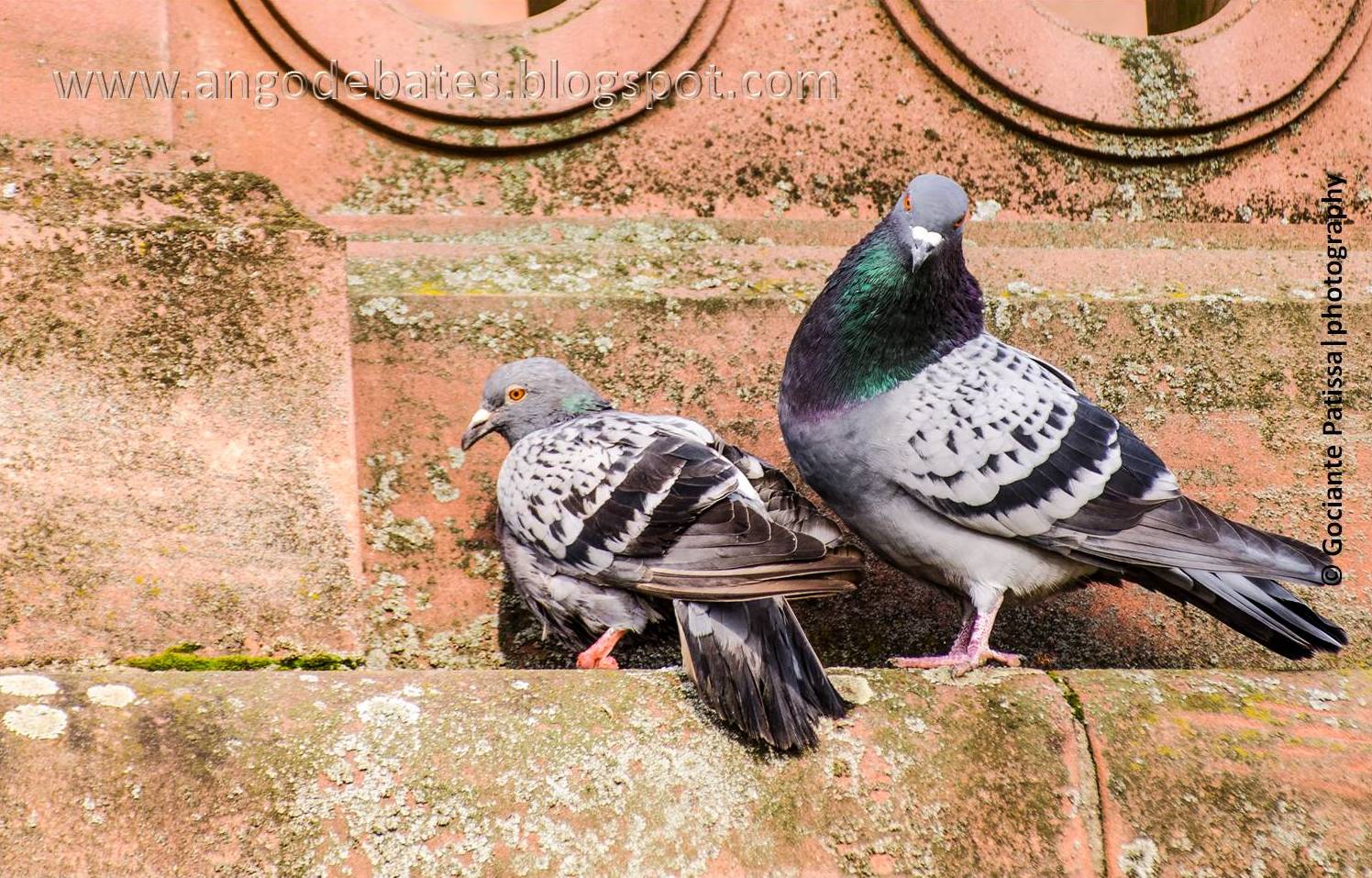 Ulandu wocisola | Tratado do amor | Love treaty ~ Ombembwa Angola (Umbundu)