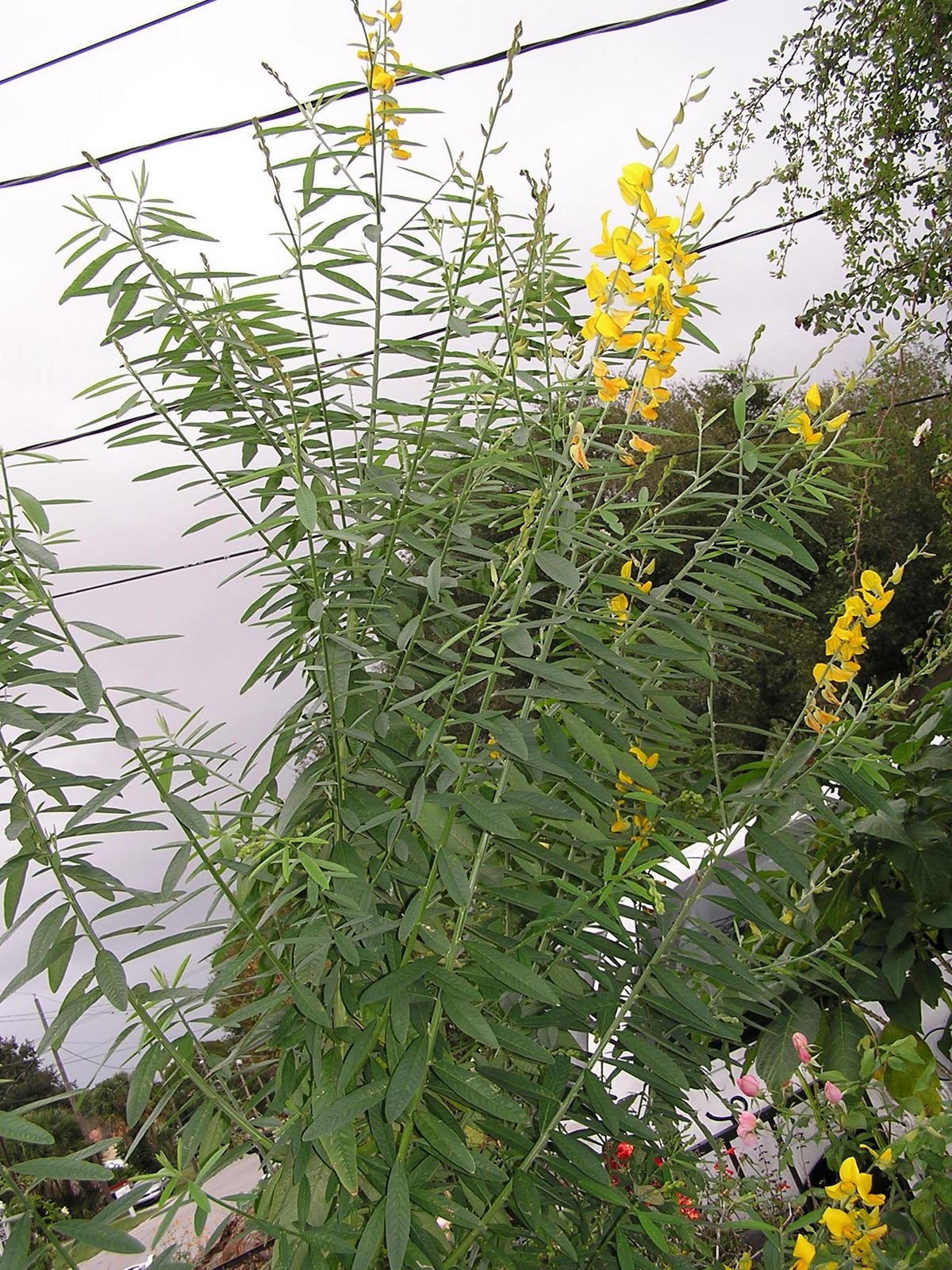 John Starnes' Urban Farm: 'Sunn Hemp' cover crop