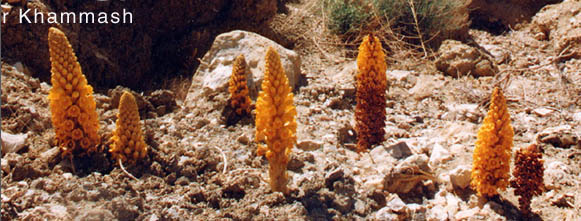 Ol' Big Jim's Place: Flora of Jordan