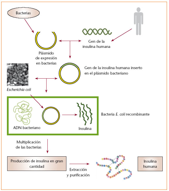 Diabetes Mellitus: ADN Recombinante y su relación con la Diabetes Mellitus