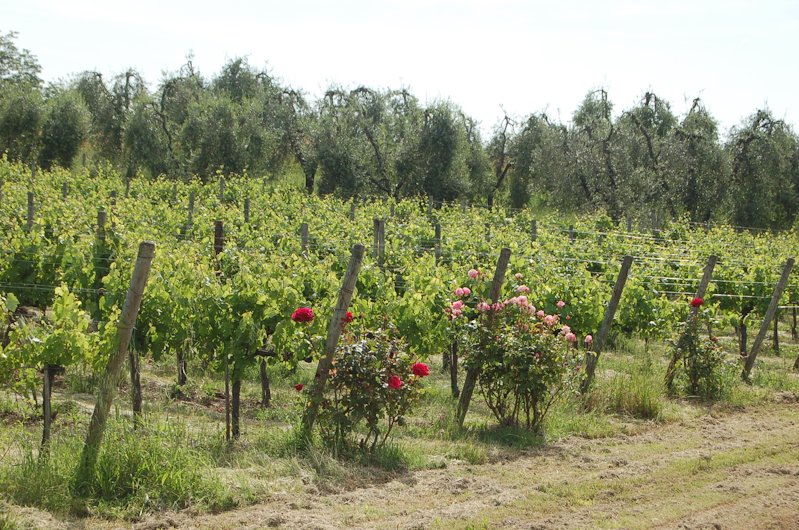 Blogredire: Rose & vigne