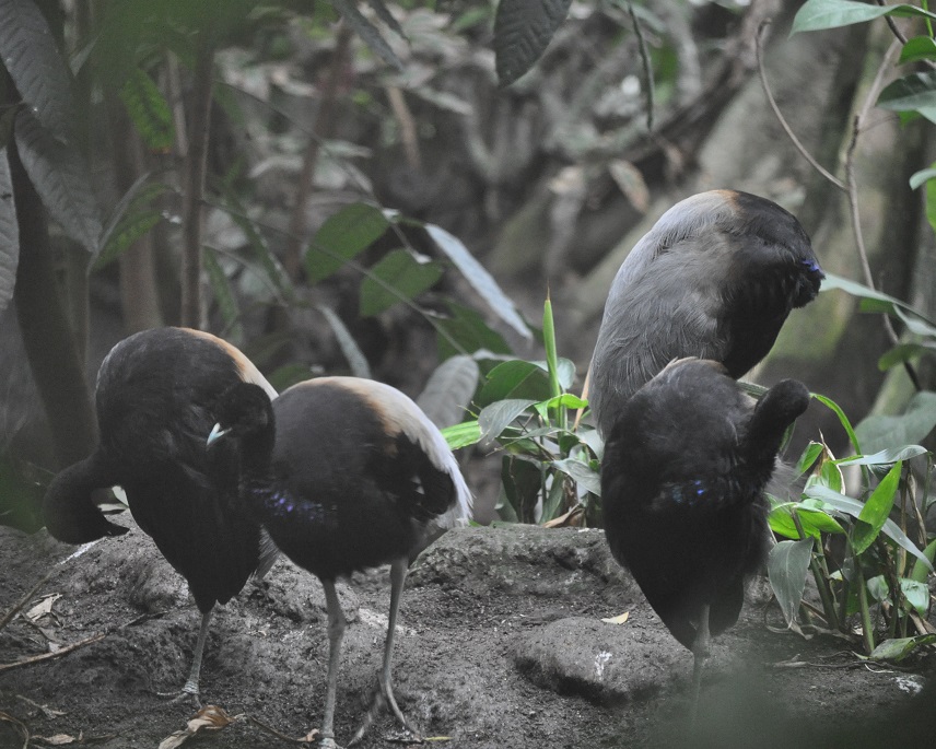 ZOOTOGRAFIANDO (6.100 ANIMALS): TROMPETERO DE ALAS GRISES / GREY-WINGED ...