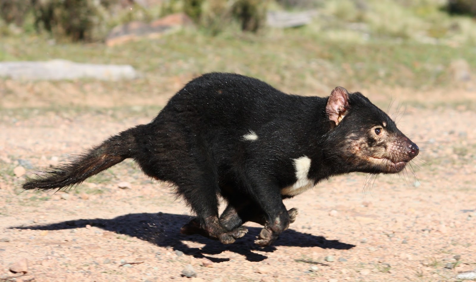 Tasmanian Devil | Interesting Facts & Latest Pictures | All Wildlife ...