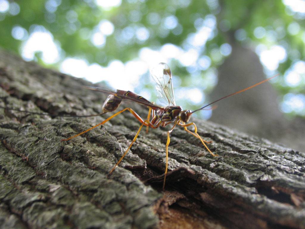 The Giant Ichneumon Wasp – Stump Stabber Extraordinaire | The Ark In Space