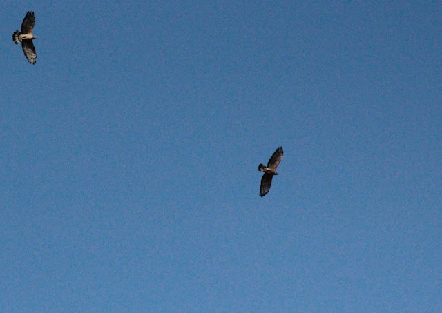 Birding Goa: Birds of Prey found in goa