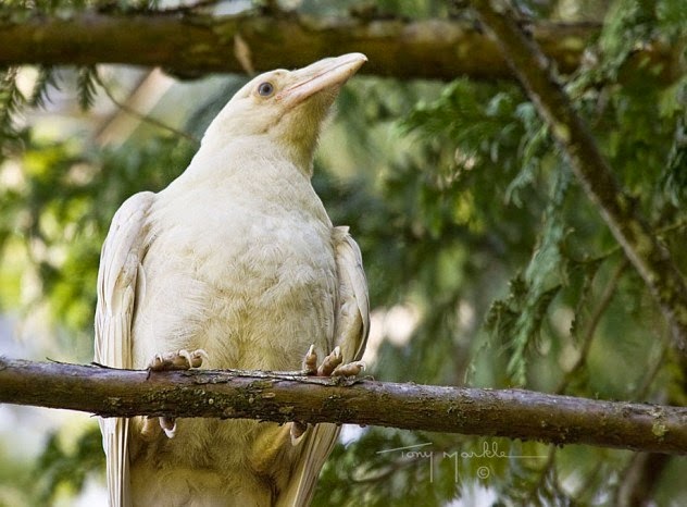 White Wolf : 10 pictures of the extremely rare and legendary creature ...