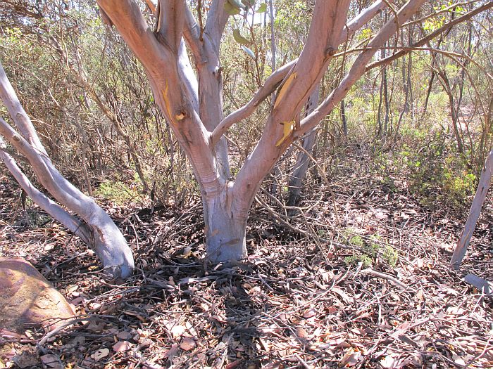 Esperance Wildflowers: Eucalyptus platypus subsp. congregata - Moort