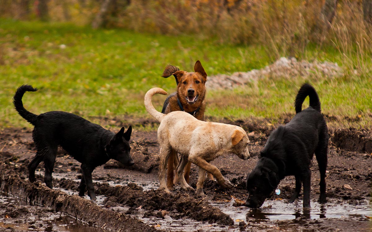 Adventure Dog - A Cross Country Challenge - May 27 | Australian Dog Lover
