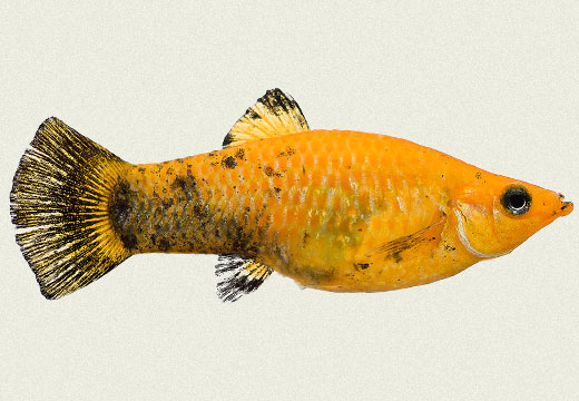 Molly Fish (Poecilia sphenops)