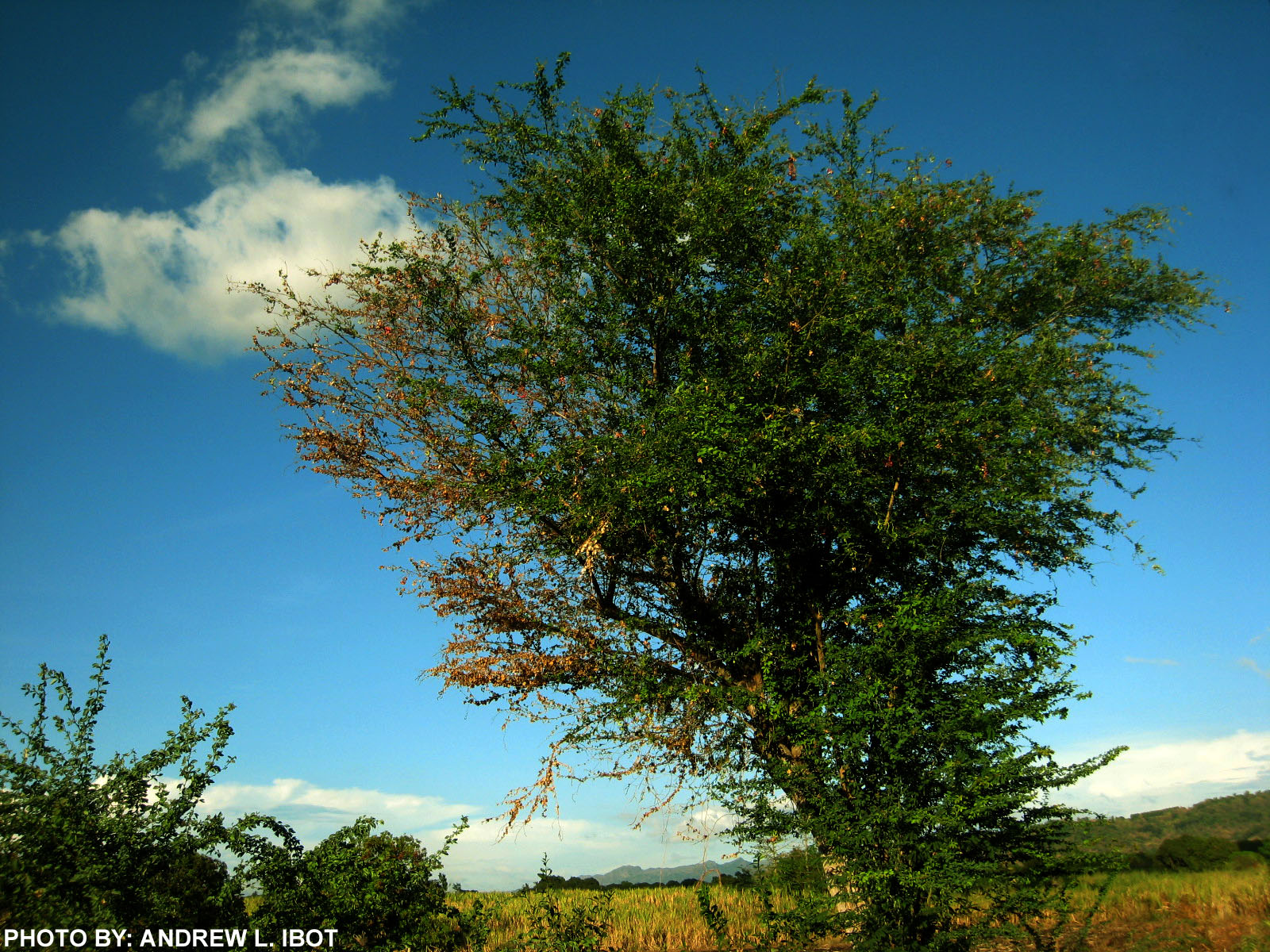 Ako si ANDREW IBOT!: Kamatsile - Halamang Gamot / Herbal Medicine