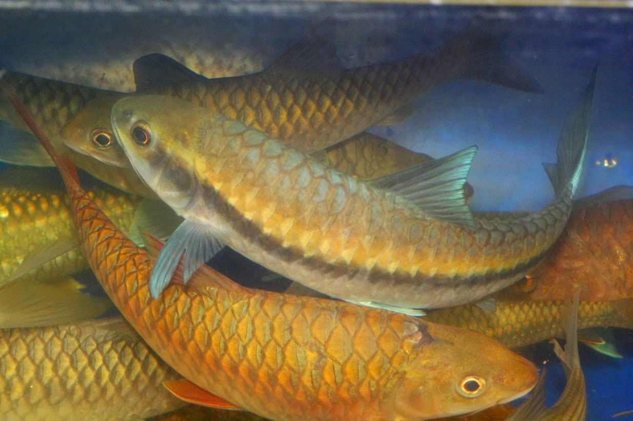 Mahamaya Hiko: Mahseer "jenis - jenis mahseer"