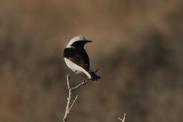 Basalttitasku - Basalt Wheatear, Ovda, Israel Nov 2018
