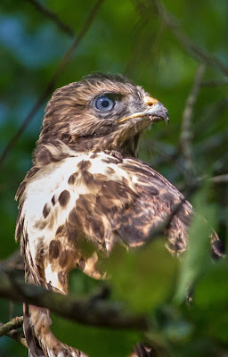 The Natural World: A Family of Red-Shouldered Hawks by Wes Deyton ...