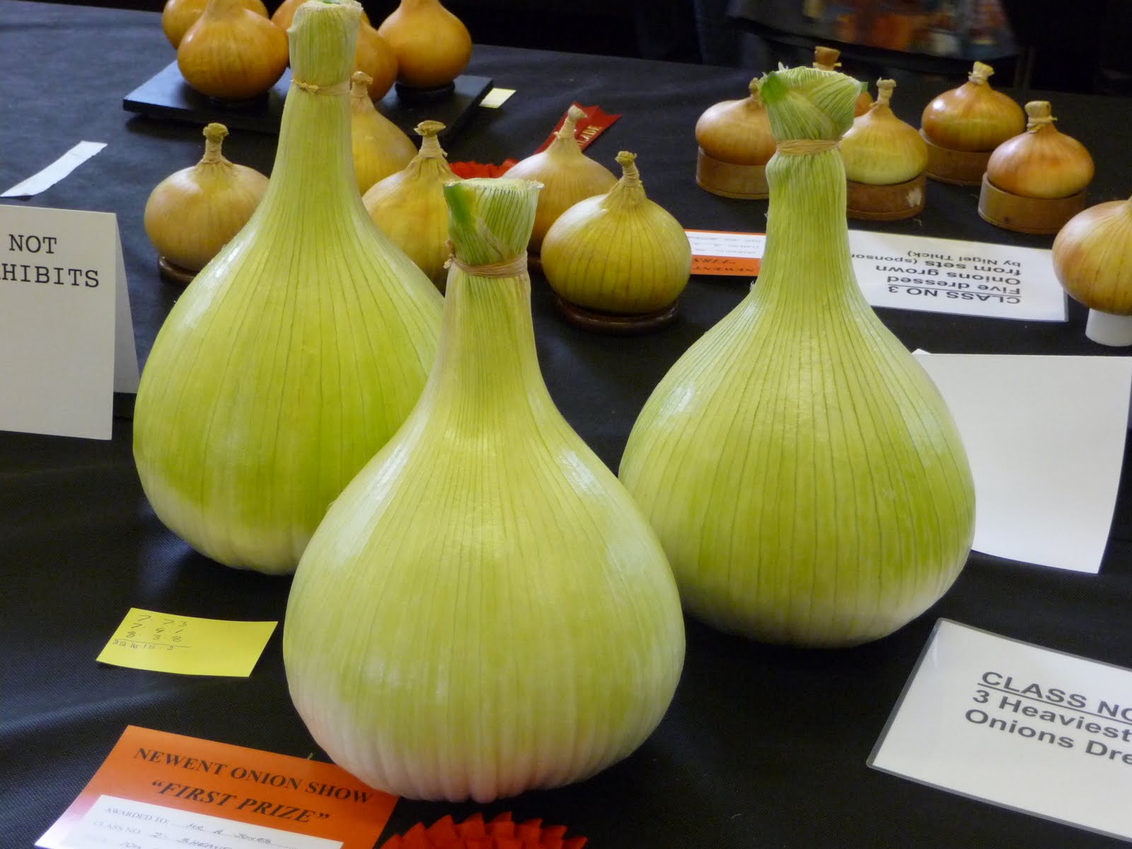 How to train your chicken: How big is the biggest onion in the world?