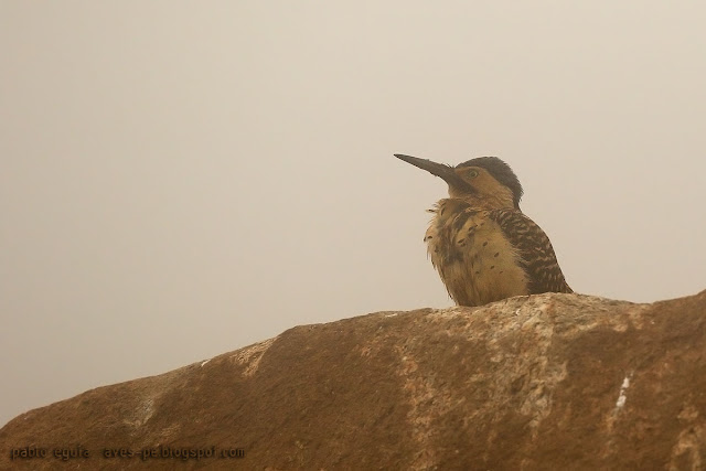 mis fotos de aves: Colaptes rupicola Carpintero Andino Andean Flicker