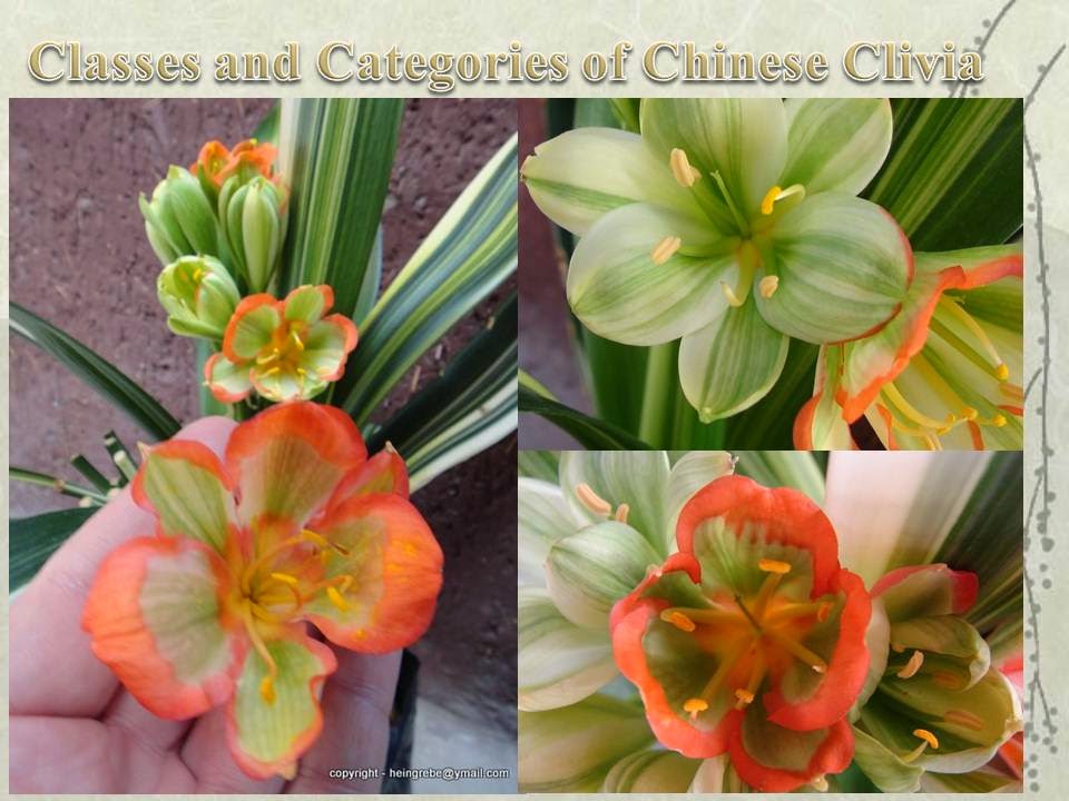 Sharing flower bulb information: Different types of Chinese Clivia