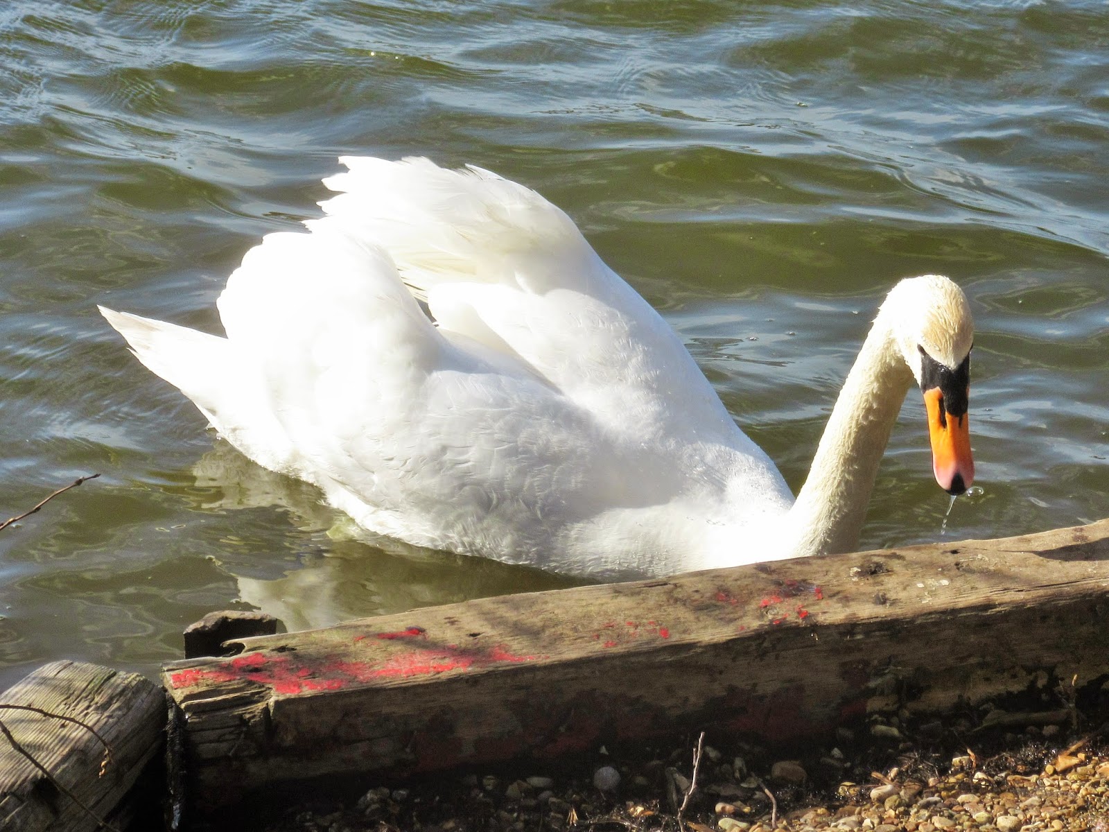 Bug Mad Girl: Sinah Common SSSI