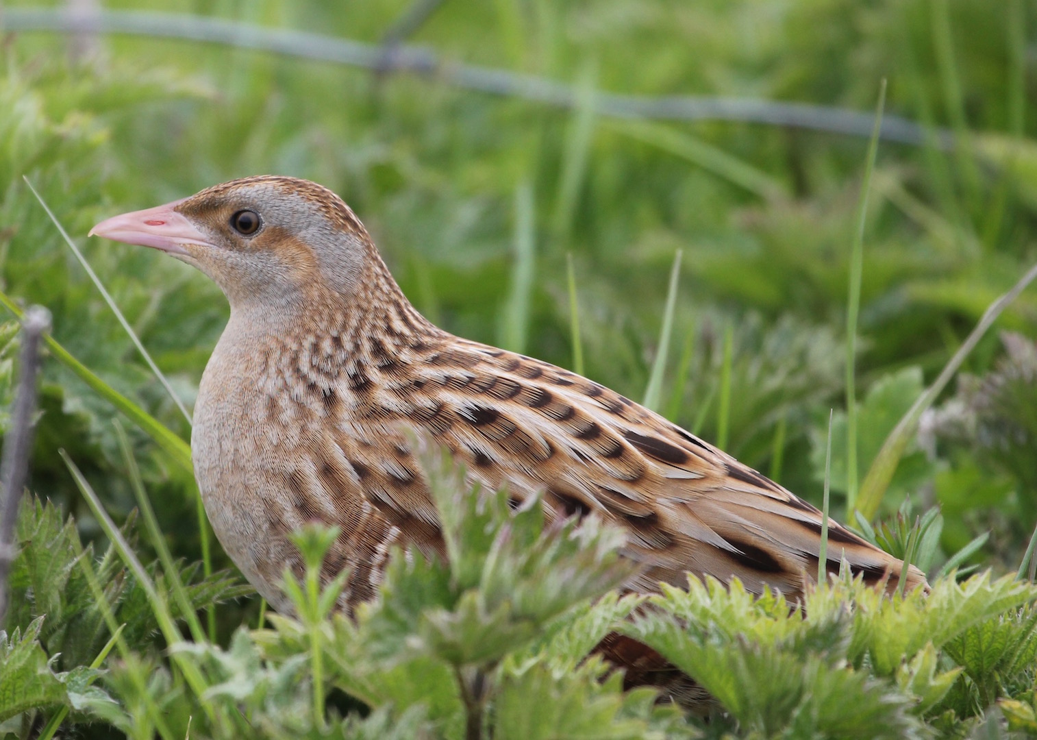 PELAGIC BIRDER: Crex crex
