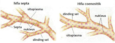 Ciri Dan Struktur Badan Jamur (Fungi) - JURNAL KU