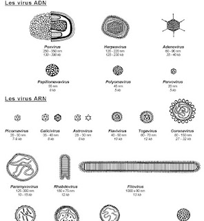 Cours intéressant en virologie