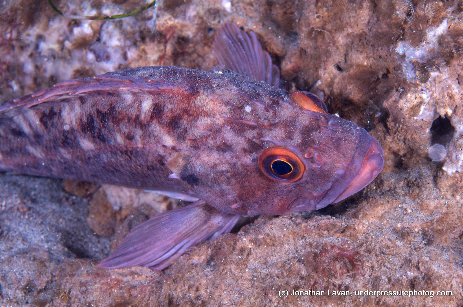 under pressure world