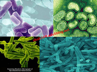 Motivasi Cara Hidup Sihat: KUMAN DAN HUBUNGANNYA DENGAN PENYAKIT