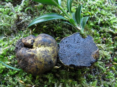 HONGOS DE AMERICA Y OTROS CONTINENTES: FAMILIA: Ramariaceae. GENERO ...