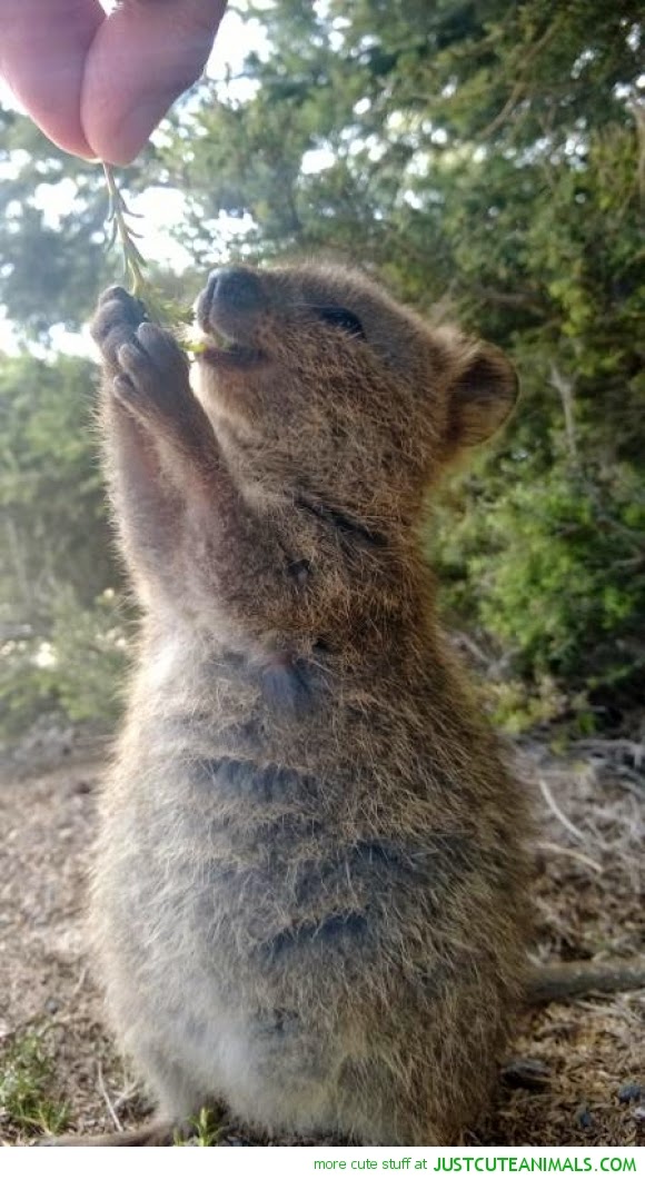 quokkasmile
