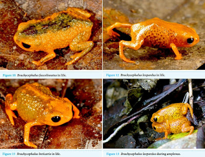 Species New to Science: [Herpetology • 2015] Seven New Microendemic ...