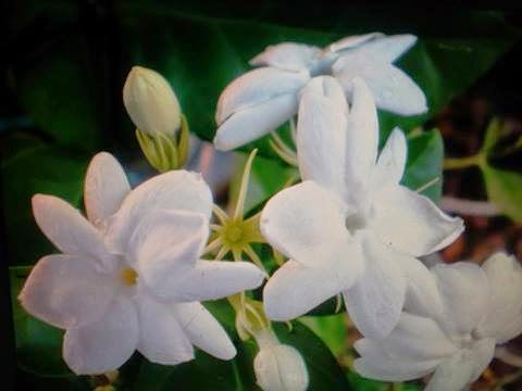 Serenemaklong: Khasiat Melur (Jasmine)