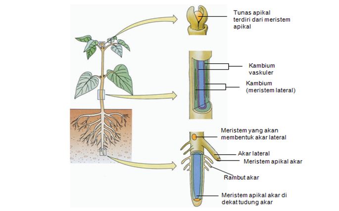 Macam-Macam Jaringan Meristem