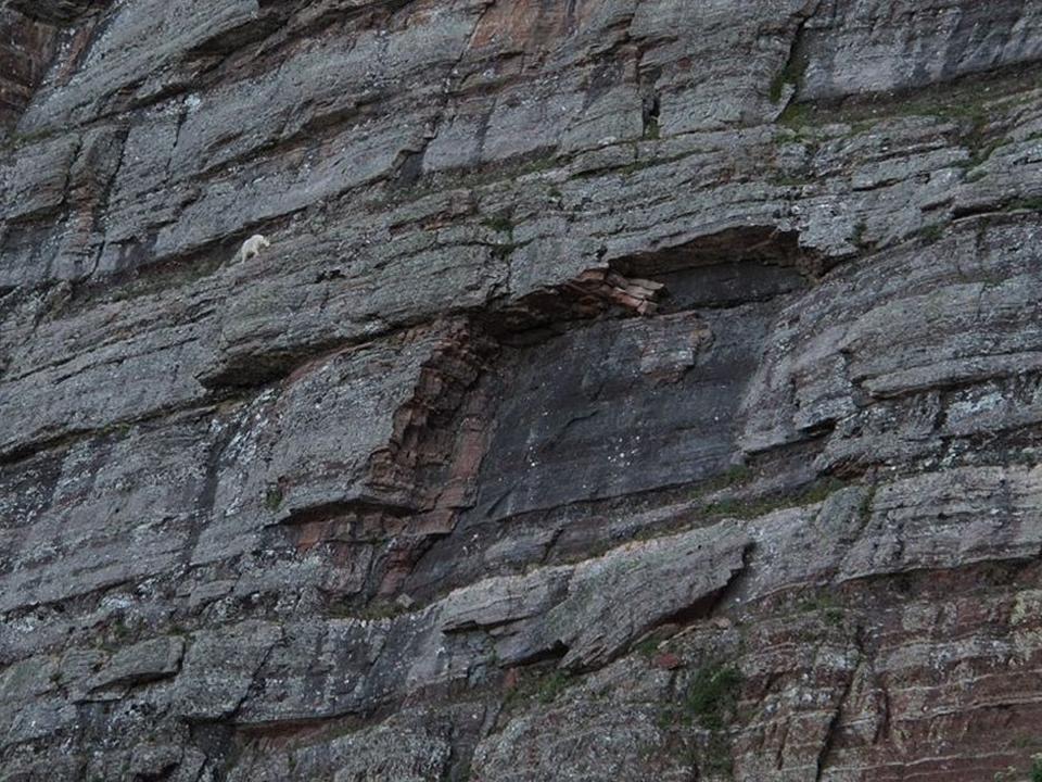 CLASA NOASTRĂ: [ FOTO ] CAPRA DE MUNTE