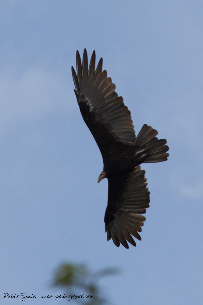 mis fotos de aves: Cathartes burrovianus Jote Cabeza Amarilla Lesser ...