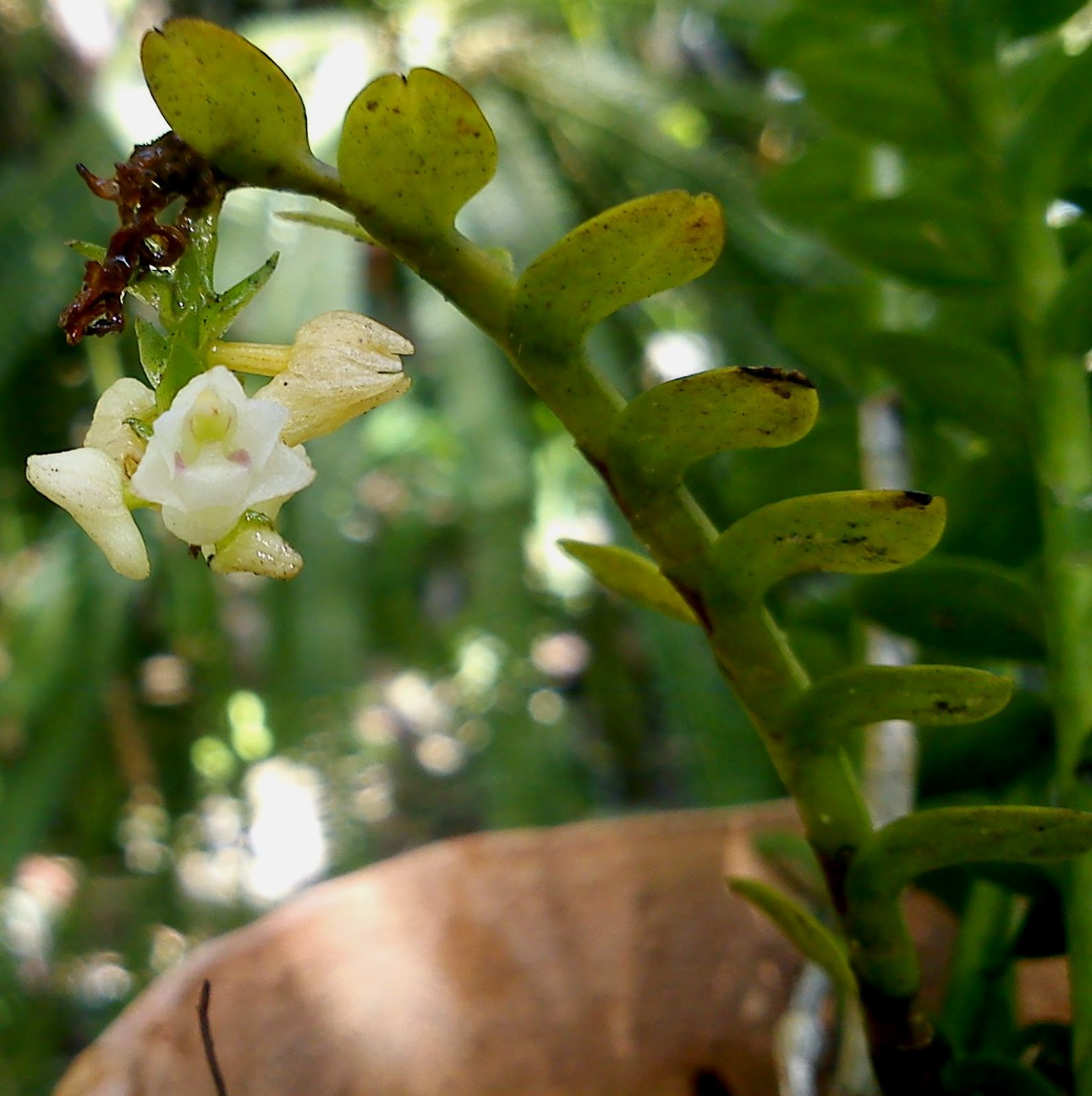 MillFa Wild Orchid: Appendicula cornuta
