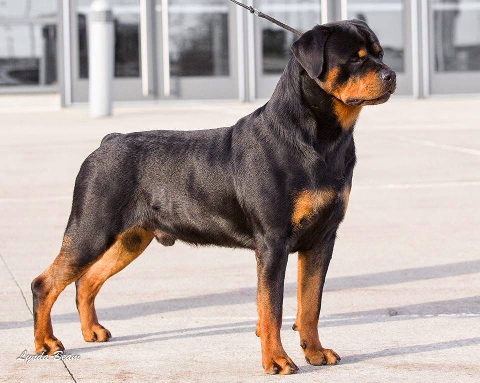 DOG SHOW POOP: ROTTWEILER BEST IN WISCONSIN