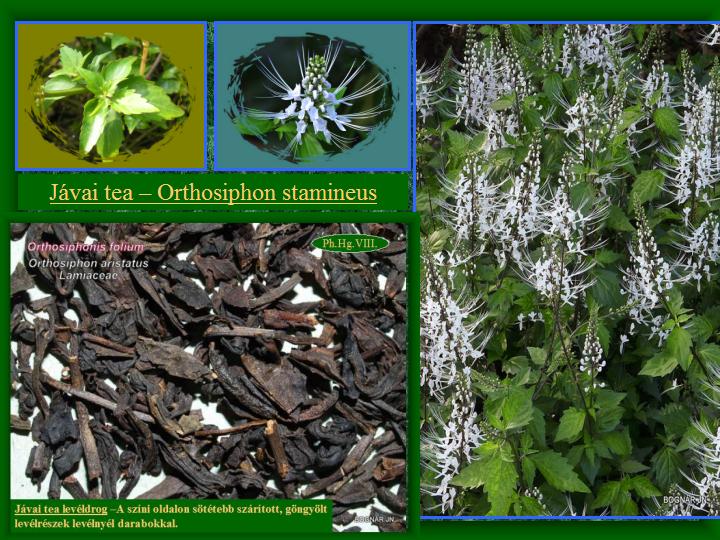 Plante de la A la Z: Orthosiphon aristatus - Ceai de Java