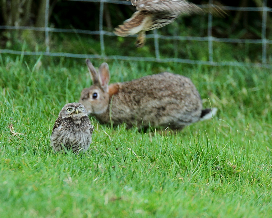 owls about that then!: Foxes, Rabbits and Owls.