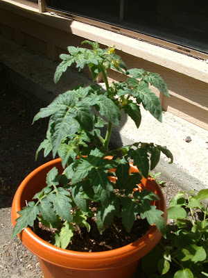 Eudlo Seed Savers Group: Dwarf Tomato Project