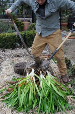 HOW TO GROW AGAPANTHUS FROM SEED |The Garden of Eaden