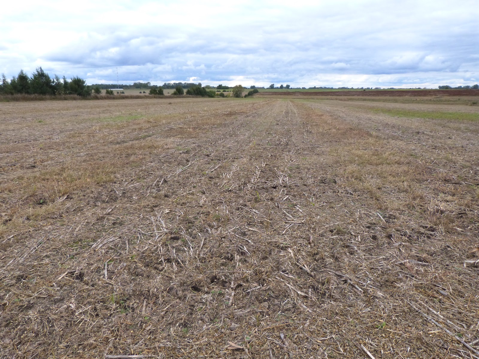 Aprende Campo: Lo que dejó la cosecha: Rastrojos