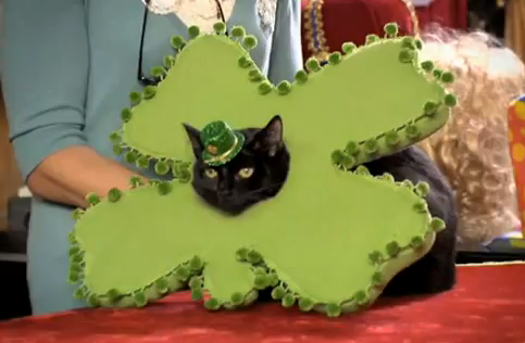 Catsparella: Belgian Lotto Adverts Prove Black Cats Bring Good Luck