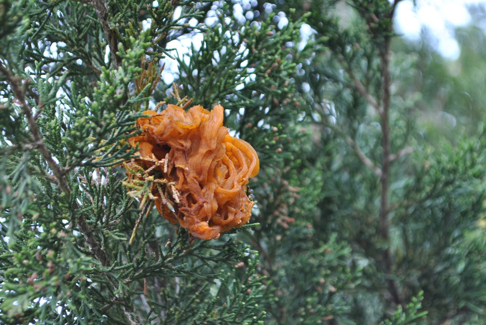 Urban Wildlife Guide: Cedar Apple Rust